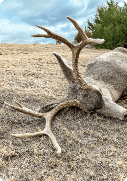 Hunt Mule Deer in Nebraska On Private Land | LandTrust